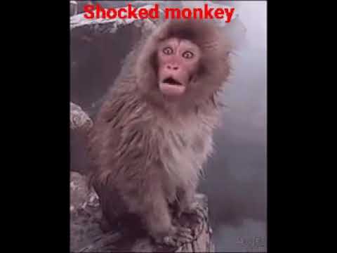!!shocked monkey !!! gif