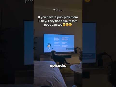 Dog Excitingly Watches Bluey Because It Shows Colors Dogs Can See 🥺