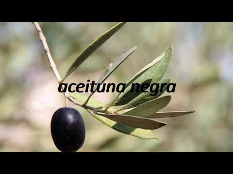 How to say black olive in Spanish? aceituna negra