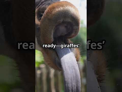 Top 5 Amazing Facts About Giraffes!