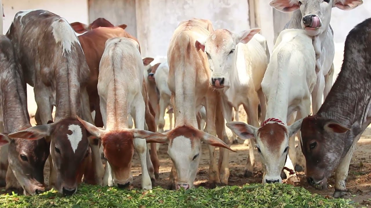 Krishnayan Gauraksha : Online Cow Donation in India