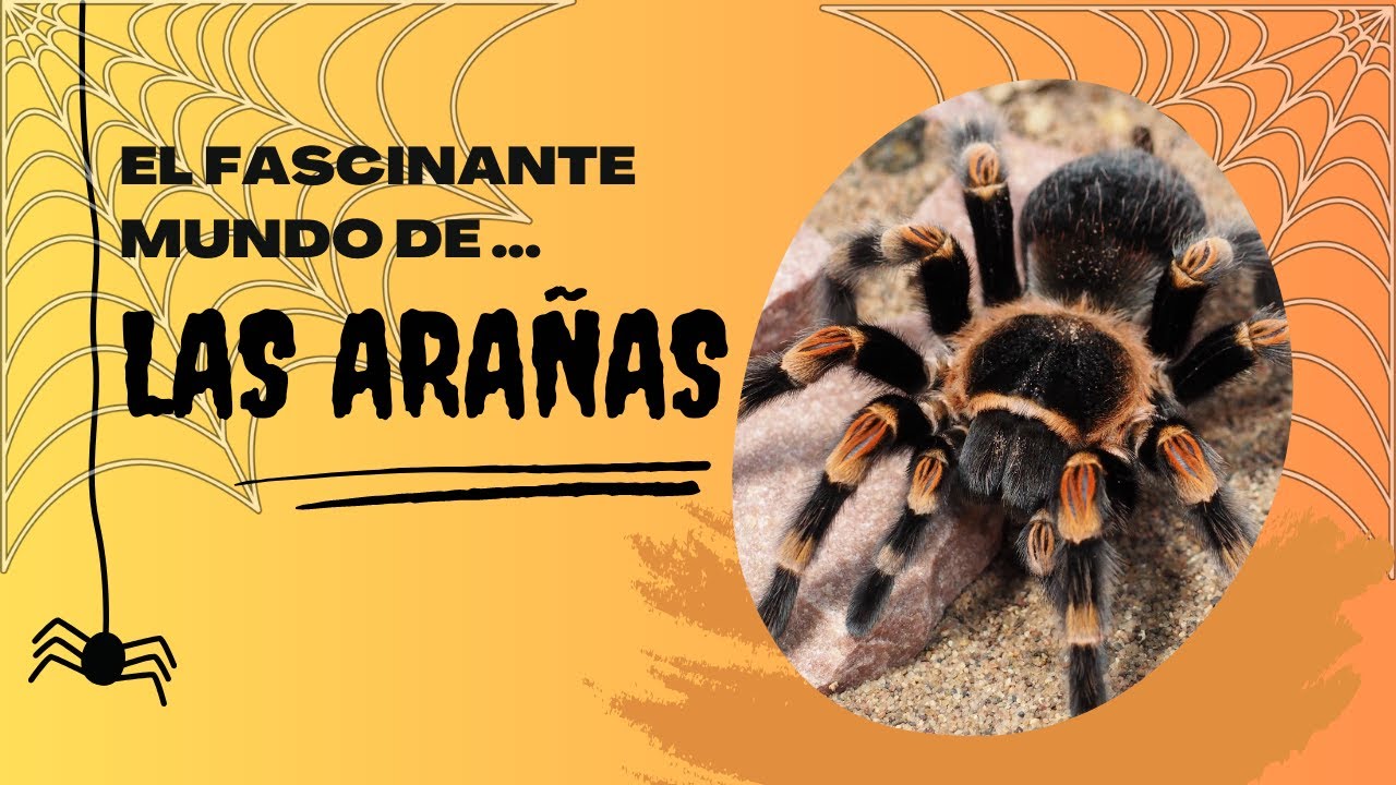 El Fascinante Mundo de las Arañas: Descubre sus Especies y Características Únicas