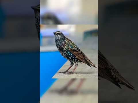 A Starling Bird