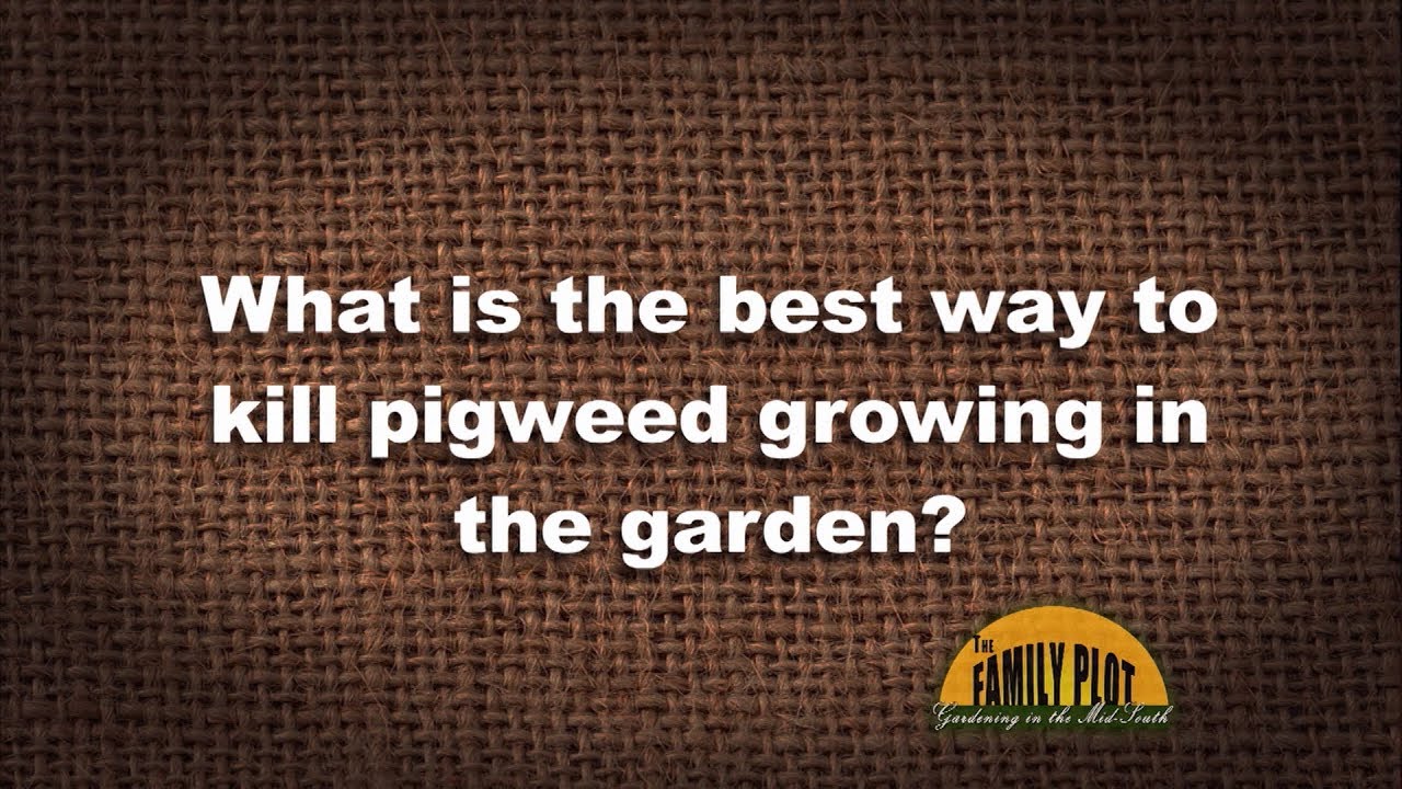 Q&A – What is the best way to kill pigweed in the garden?