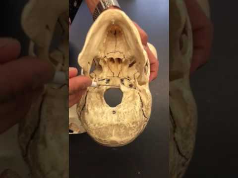 Anatomy I Episode 6: Structures of the Frontal, Parietal, and Occipital Bone - OWEN