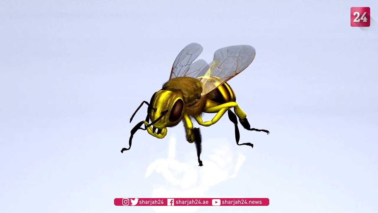 ‘Godzilla’ Wasp Dives Underwater to Attack