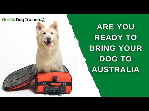 How To Import Your Dog To Australia: 8 Essential Criteria