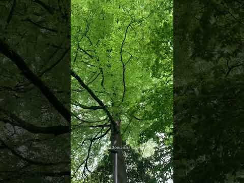 The green tree canopy 🌳🌳🌳🌳 #trees #nature #woods #wisdominnature #natureshorts #shorts