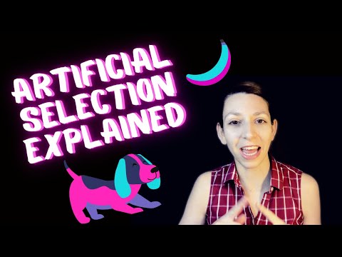 What is artificial selection? [Artificial Selection & Convergent Evolution Explained!]