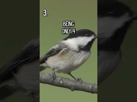 5 Facts About Black-Capped Chickadees #michigan