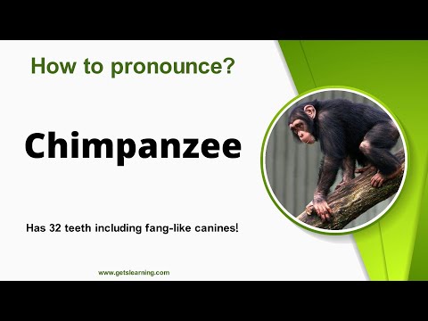 How to pronounce Chimpanzee in English correctly