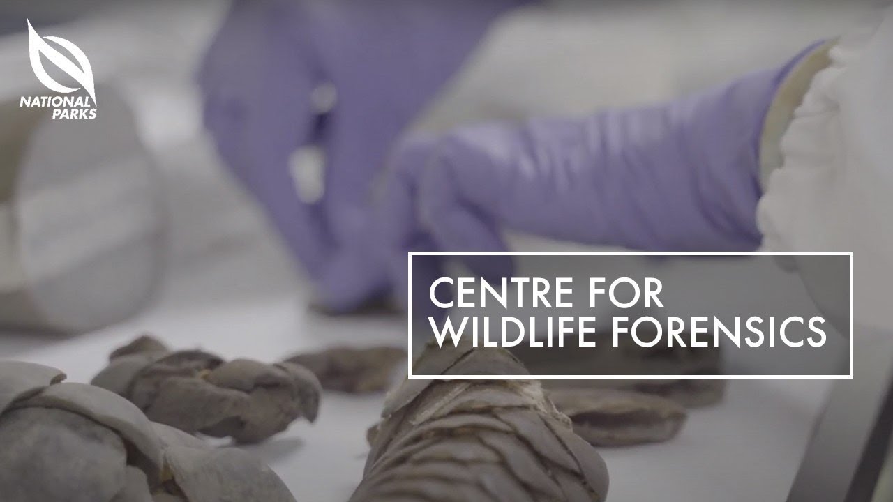 Centre For Wildlife Forensics