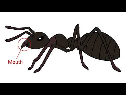 Head, Thorax, Abdomen- Cover (Anatomy of an Insect)