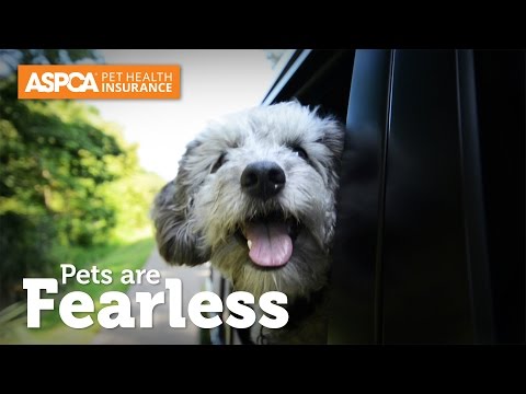 Pets Are... Fearless