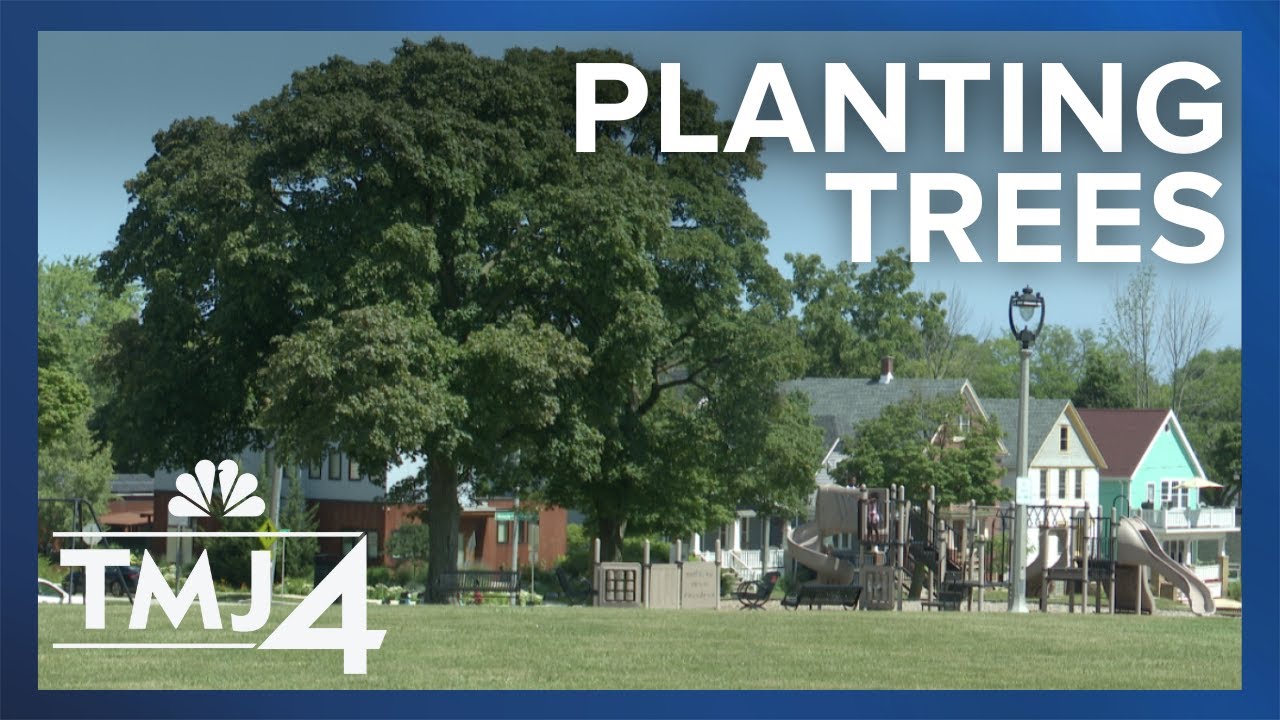 Milwaukee's Urban Forestry Fund will help you plant trees in your neighborhood