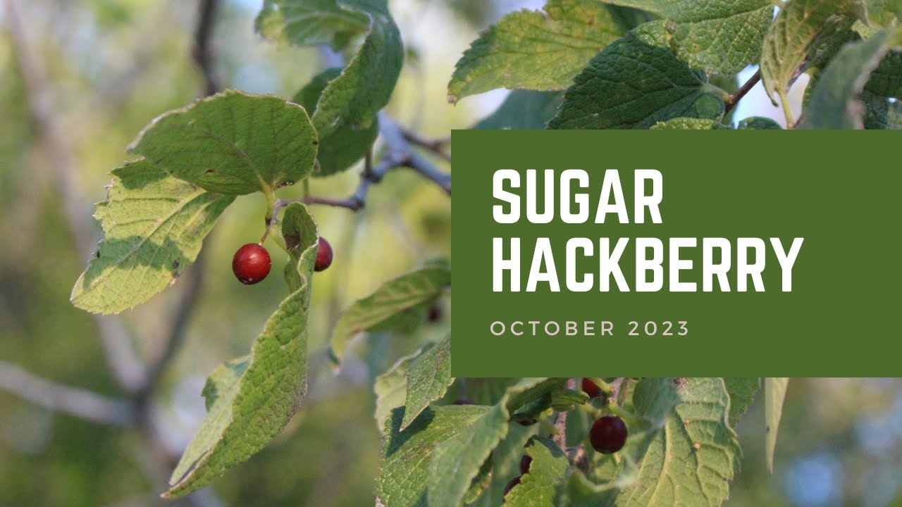 Sugar Hackberry | Plant of the Month