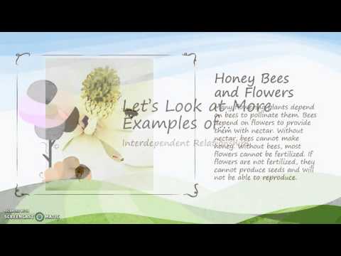 Interdependent Relationships in Ecosystems