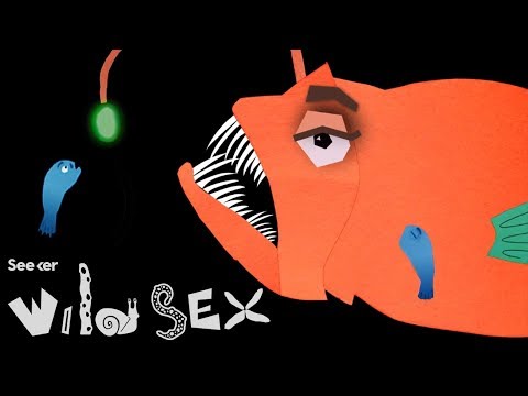 These Anglerfish Are Sexual Parasites That Die Without Their Lovers