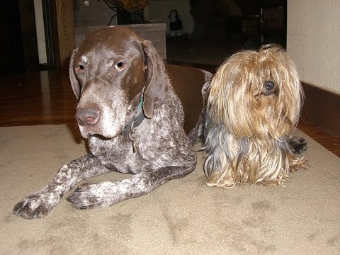 "Pet Loss: Dogs Leave Paw Prints on our Hearts."