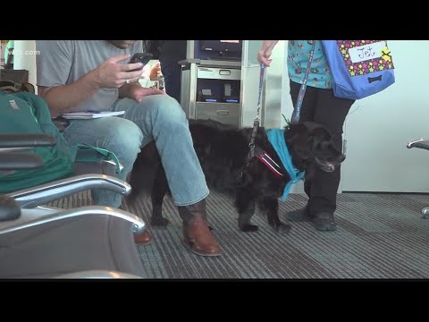 CAE re-launches therapy dog program