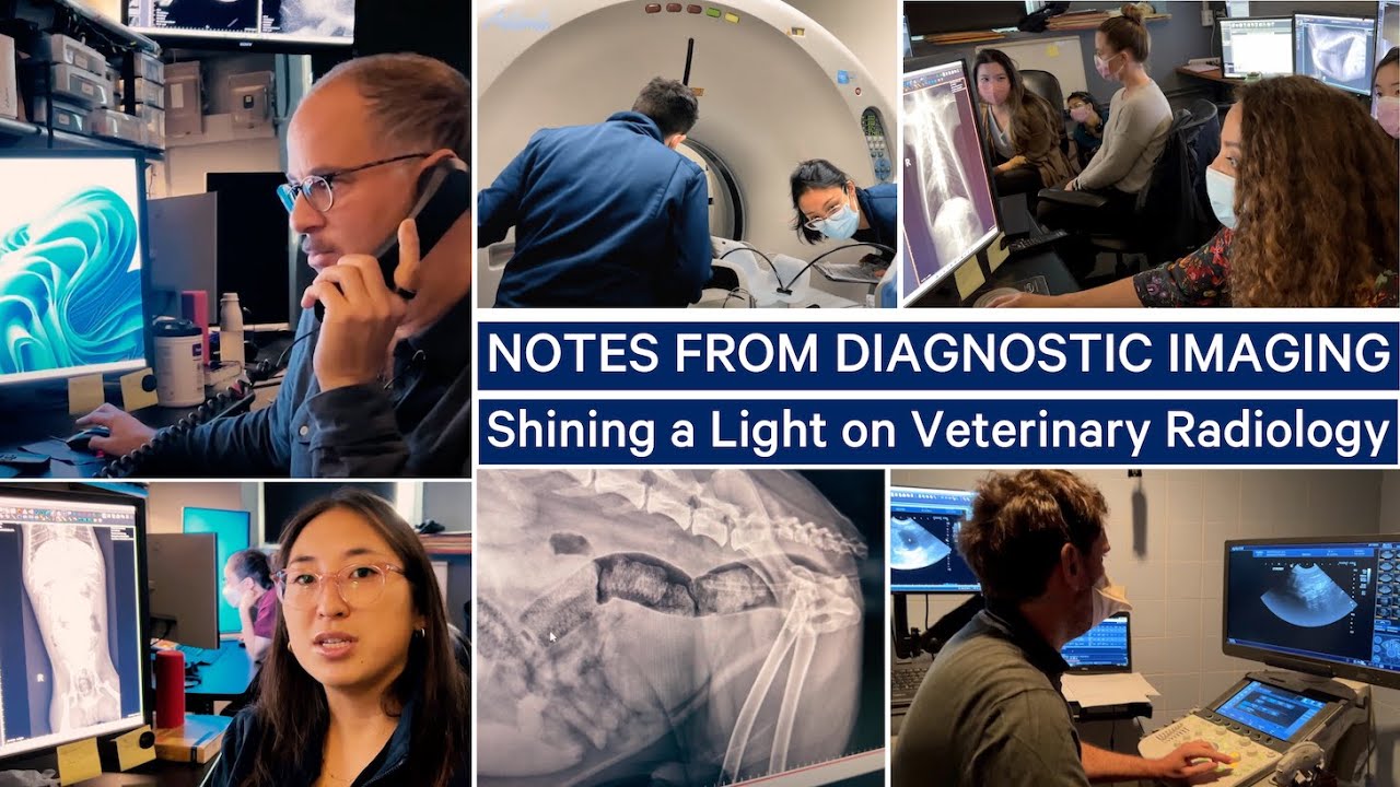 Notes from Diagnostic Imaging: Shining a Light on Veterinary Radiology