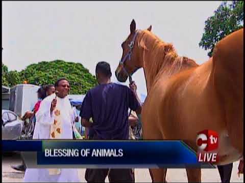 Several Animals Blessed In Remembrance Of Saint Francis Of Assisi   The Patron Saint Of Animals