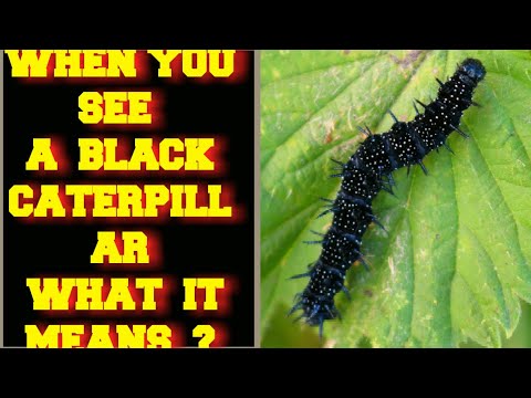 WHEN YOU SEE A BLACK CATERPILLAR WHAT DOES IT MEAN ?
