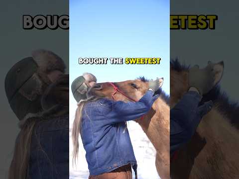 Why people LOVE mules #Mules #Horses #Mule #Horse