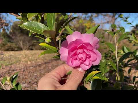 Thank a Tree: Camellia sasanqua