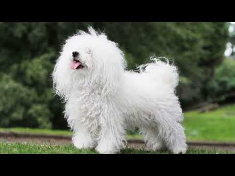 [Bolognese Dog] Pros and Cons Owning a Bolognese || Bolognese Size and Weight