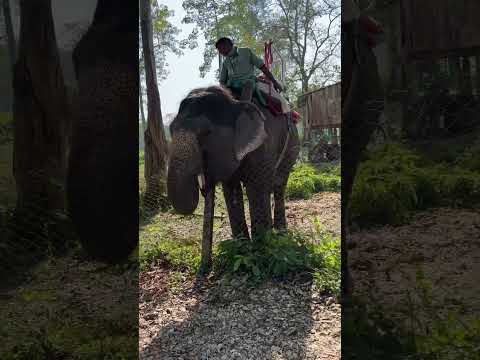 At Chitwan National Park, Sauraha , Nepal #music #newmusic #nepal #visitnepal 😍
