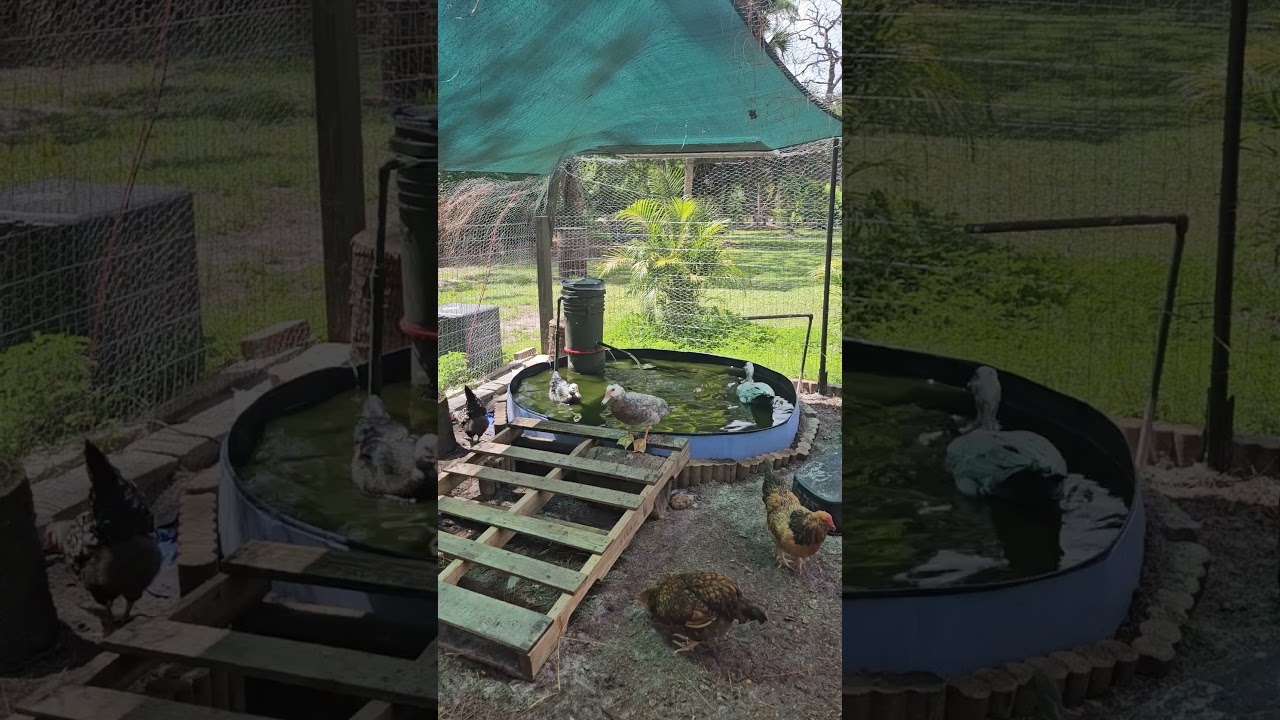 Easy Duck Pond wth  pump and filter #duck #duckpond #homestead