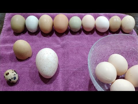 The Many Colors of Chicken Eggs.