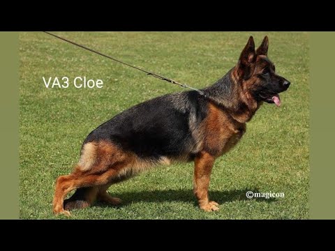 #VA3 Cloe #bszs2023 #germanshepherd #gsd #worldchampionship #worldchampion #dog #gsdpuppy #puppy