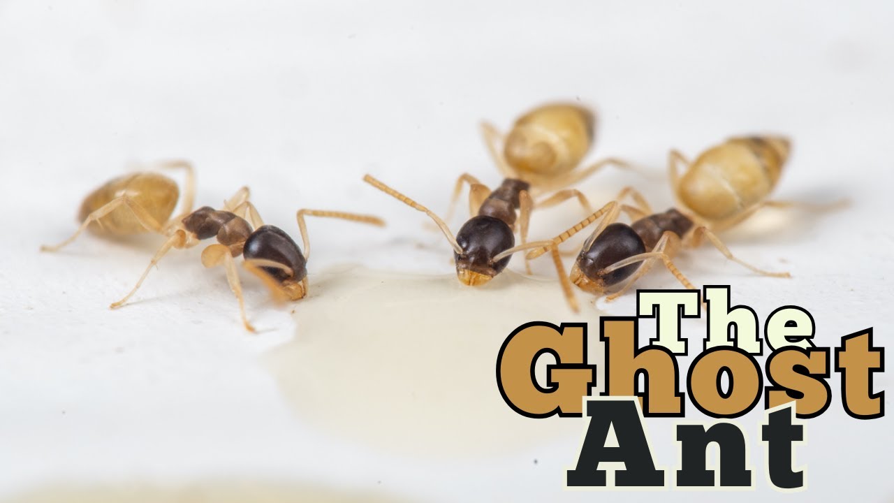 Ghost Ants: The Masters of Stealth