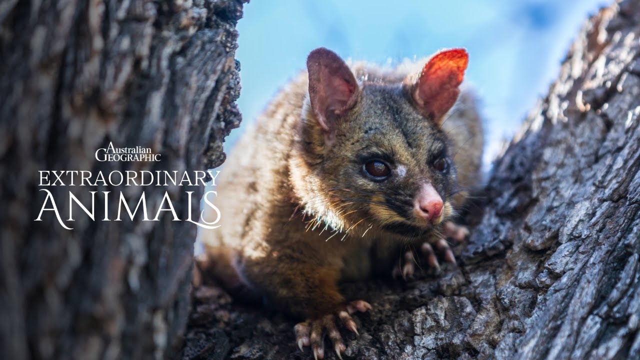 Extraordinary Animals: Brushtail Possum
