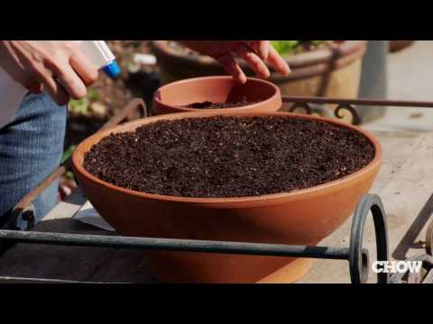 How to Grow Your Own Salad Greens - CHOW Tip