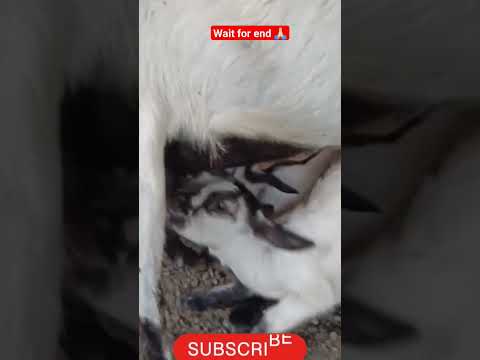 #shorts baby goat drinking milk !a beautiful moments ! #viral #cute #1million #goat #milk #trending