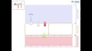 Figure Animation Renal Regulation of of pH Balance | Pearson+ Channels