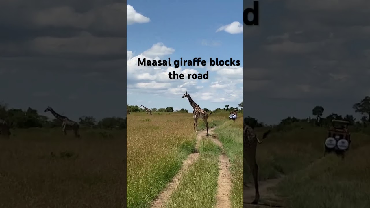 Maasai giraffe blocks the road