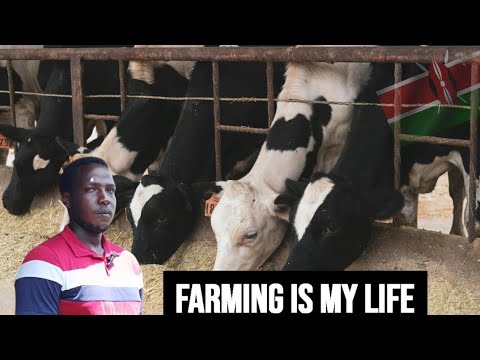 Successful Dairy Farming at 26 Years: Dairy Farming in Kenya