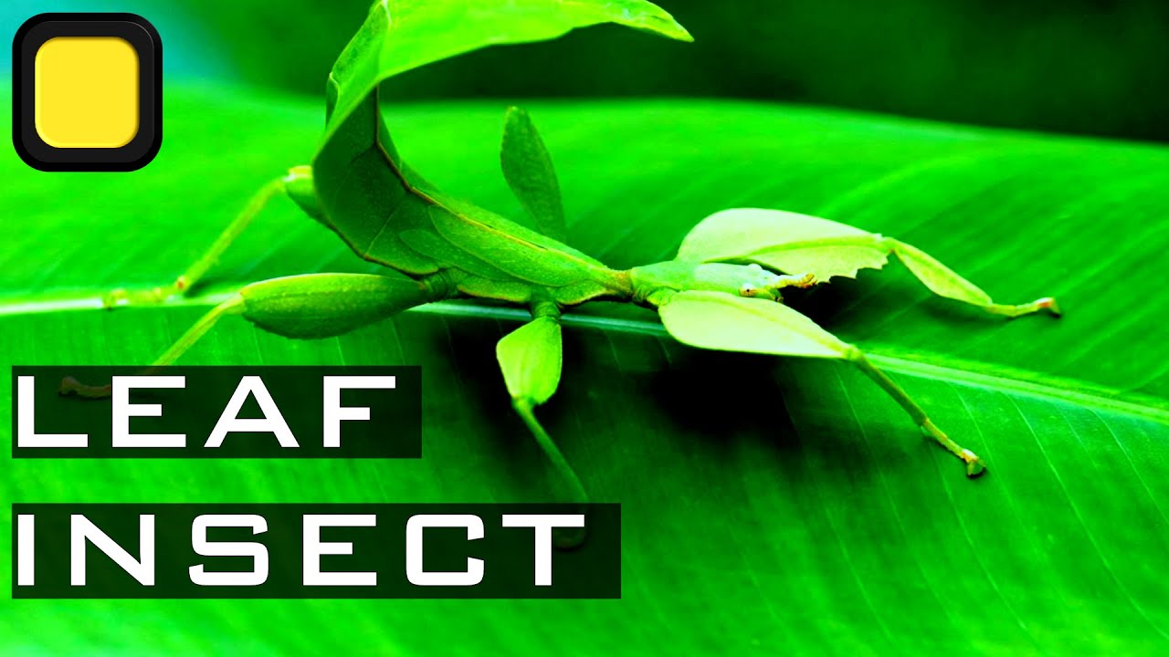 Leaf Insect — The Master of Disguise — Natural Camouflage #Insects #AmazingNature #Camouflage