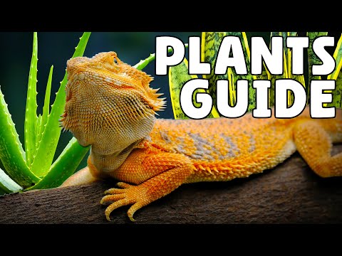Bearded Dragon Plants