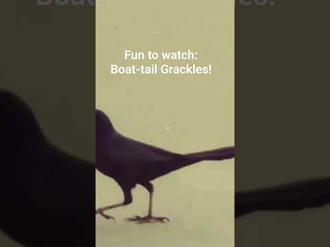 Your ocean-side beggars! Boat-tailed grackles! Click lower right corner to learn their fun facts!