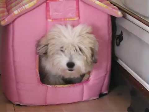 Very funny 5 month Coton De Tulear puppy