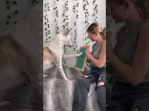 Zenly paws dog scratch board from Amazon #dognailfileboard #dogscratchboard #doglovers #dogs