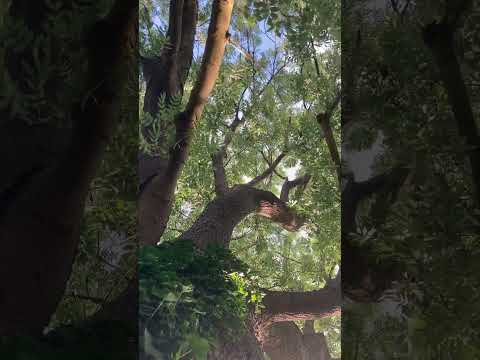 Relaxing trees / trees in the wind