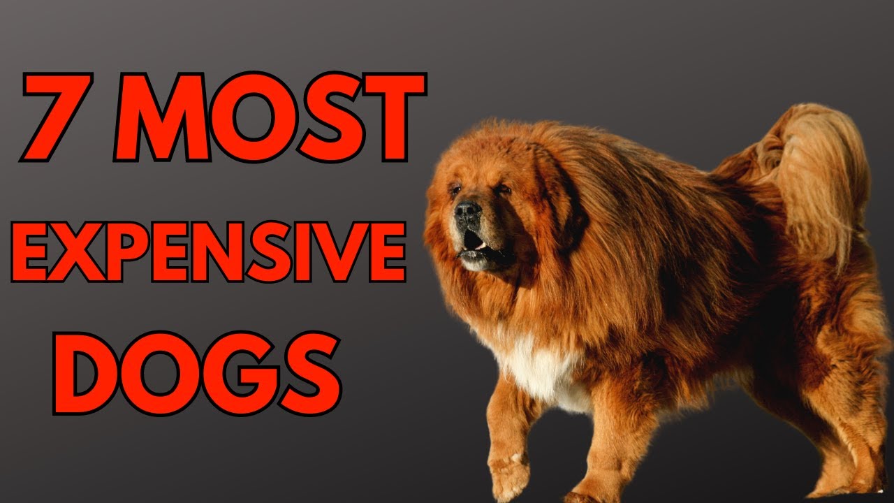 WORLDS TOP 7 MOST EXPENSIVE DOGS 2024
