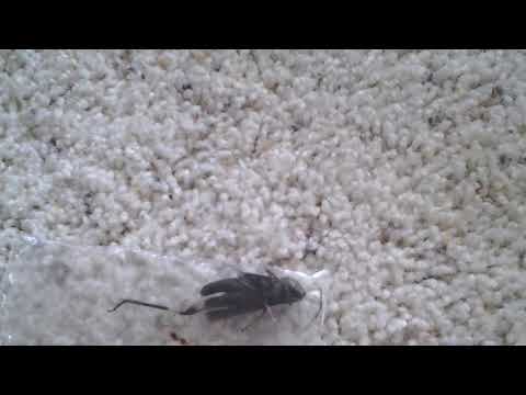 Cicadas and locust are not the same thing