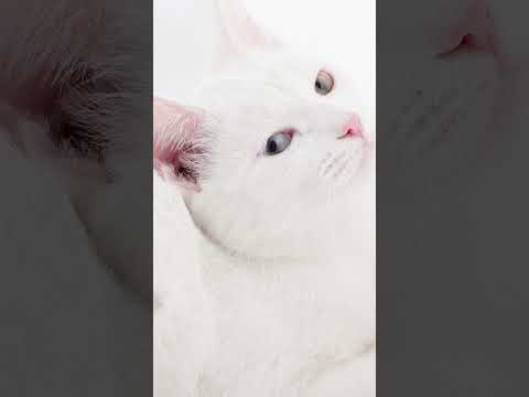 Top 20 Female Cat Names #shorts #cat